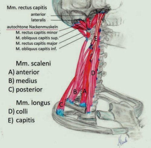Der Aufbau der Nacken- und Halsmuskulatur: Verstehen & trainieren